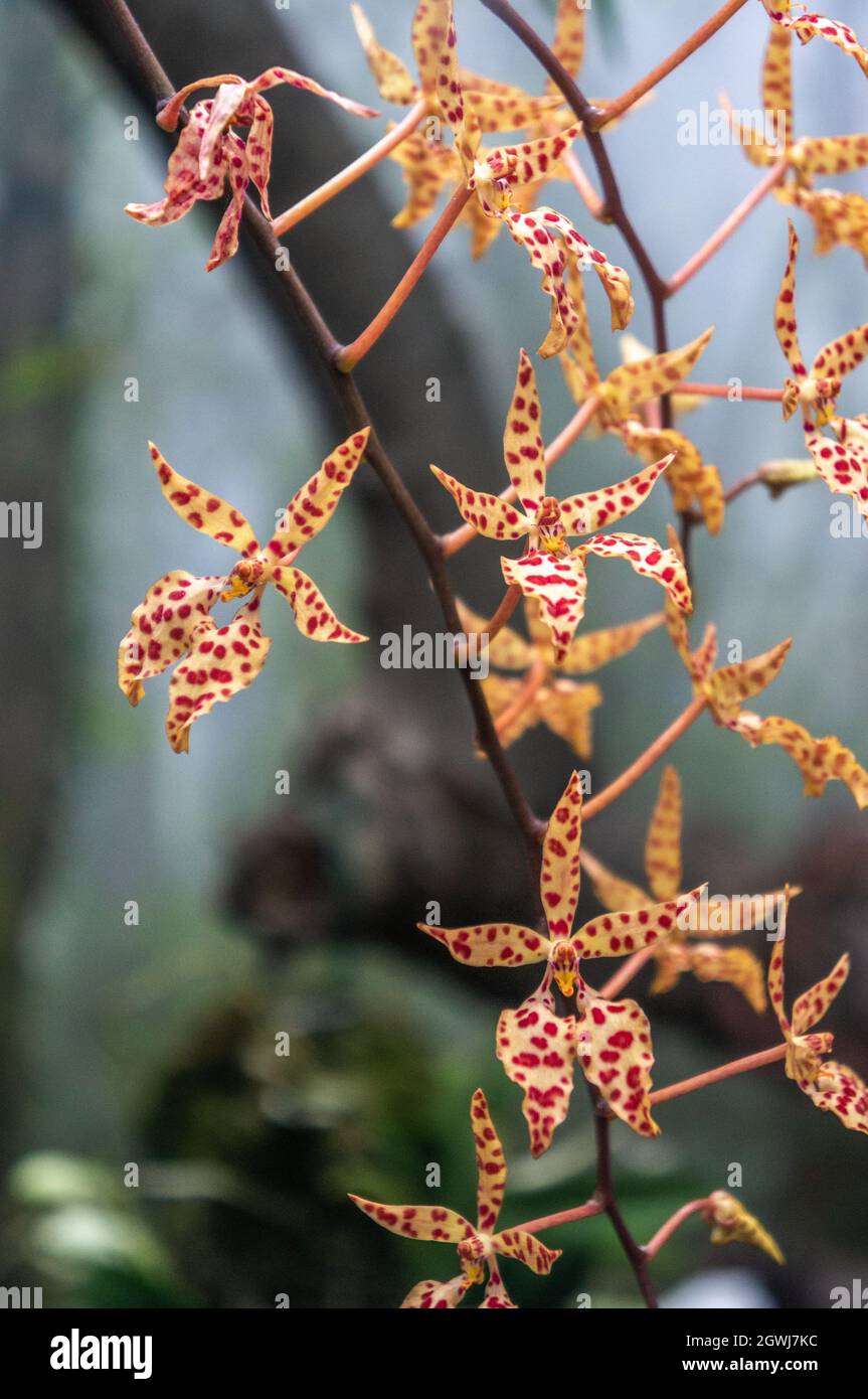 Renanthera hi-res stock photography and images - Alamy