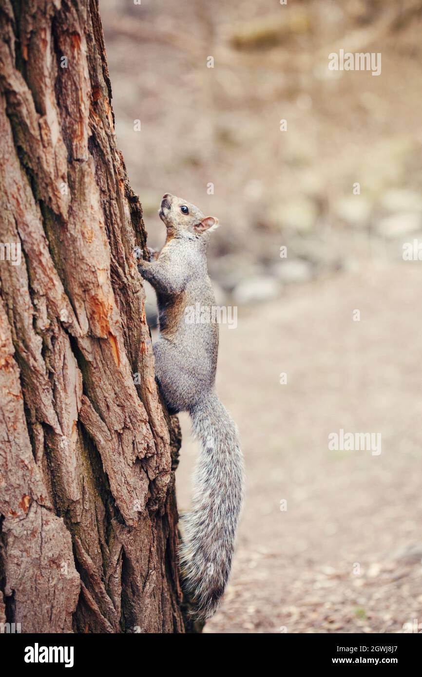 Fat squirrel hi-res stock photography and images - Alamy