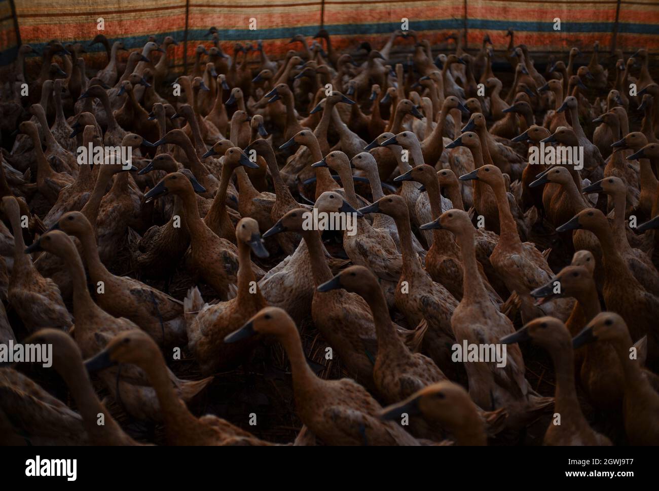 Birds being released into the wild hi-res stock photography and images ...