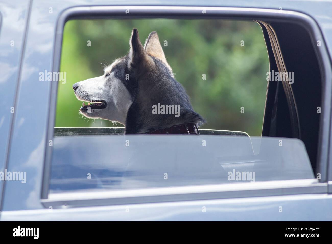 Wildlife car window hi-res stock photography and images - Alamy