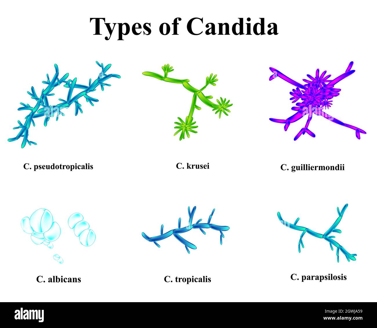 Types of Candida. Anatomical structure of candida. Vector illustration ...