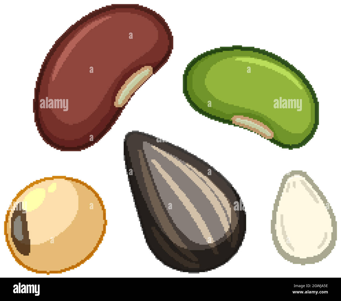 Set of different seeds isolated on white background Stock Vector Image ...