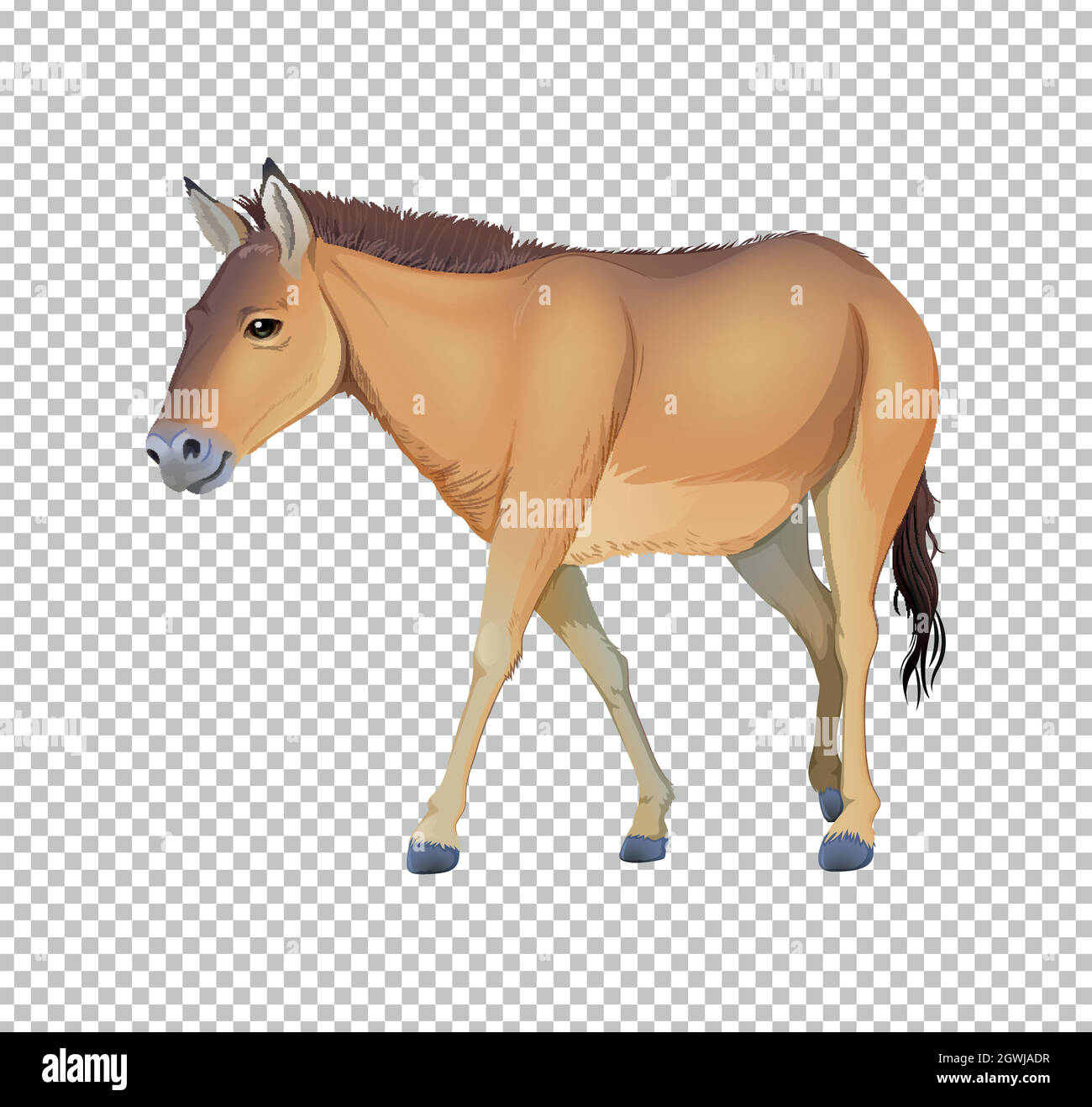 Donkey on transparent background Stock Vector Image & Art - Alamy