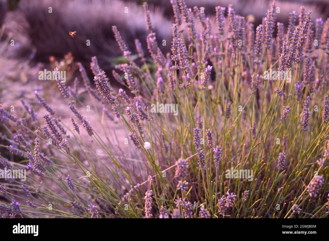 Provency hi-res stock photography and images - Alamy