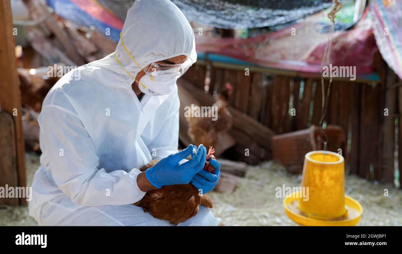 Poultry vaccination hi-res stock photography and images - Alamy