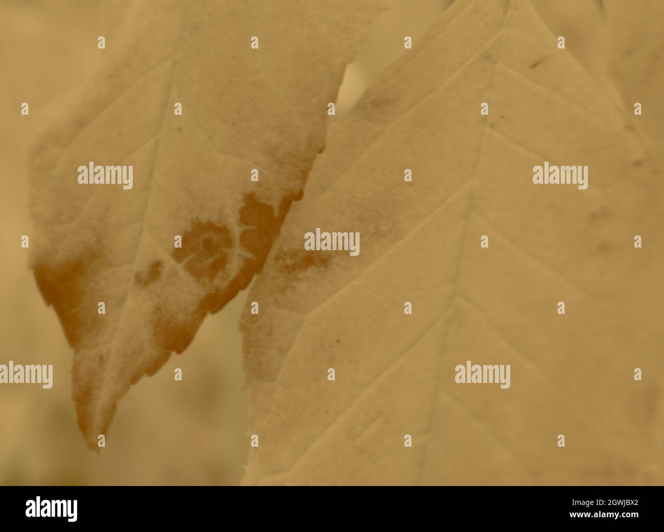 Sepia leaves pattern hi-res stock photography and images - Alamy