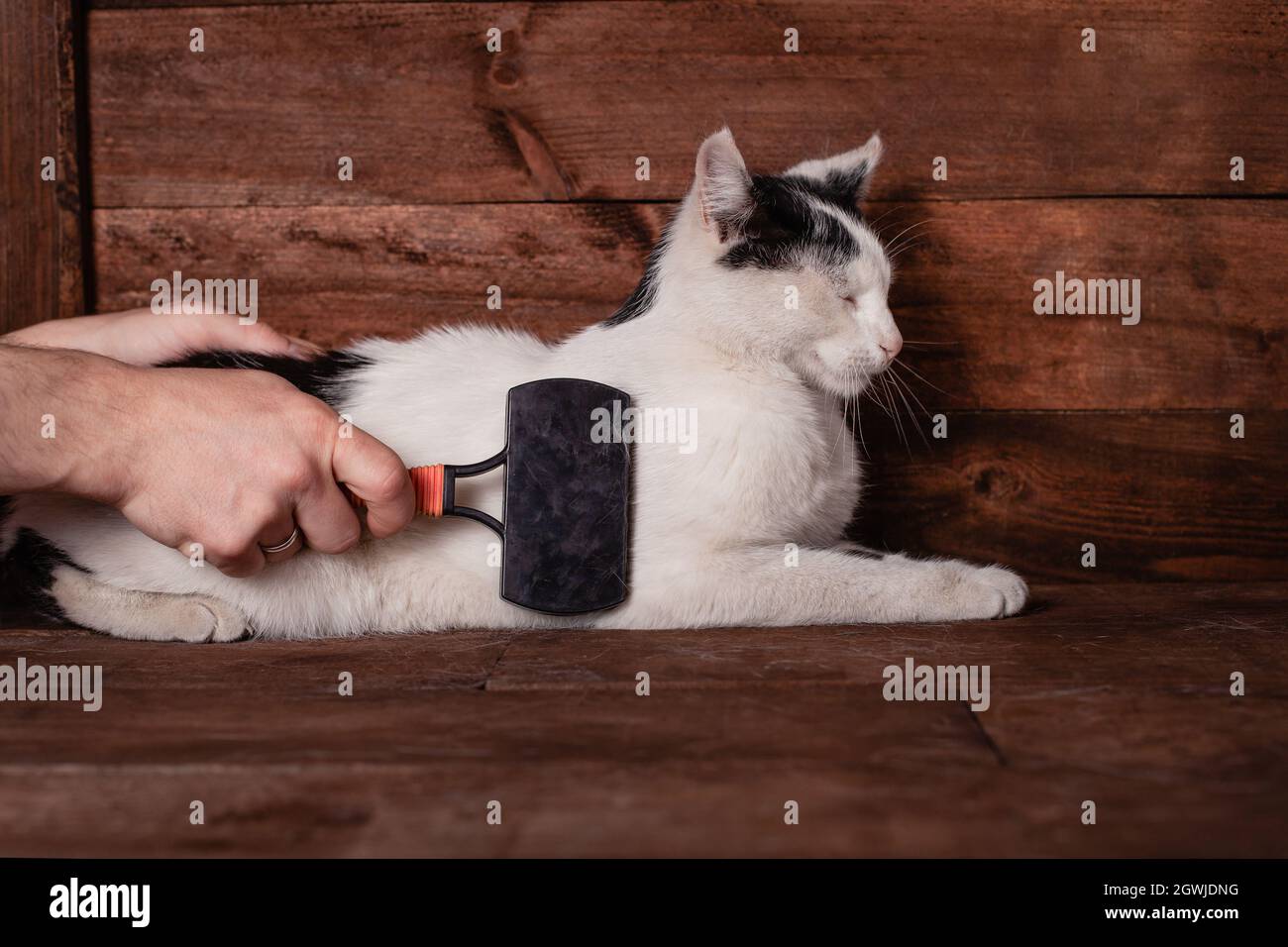 Cat comb hi-res stock photography and images - Alamy