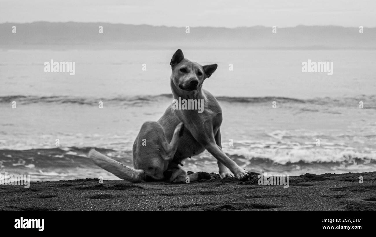 A Stray Dog Scratching Itself On The Beach Stock Photo - Alamy