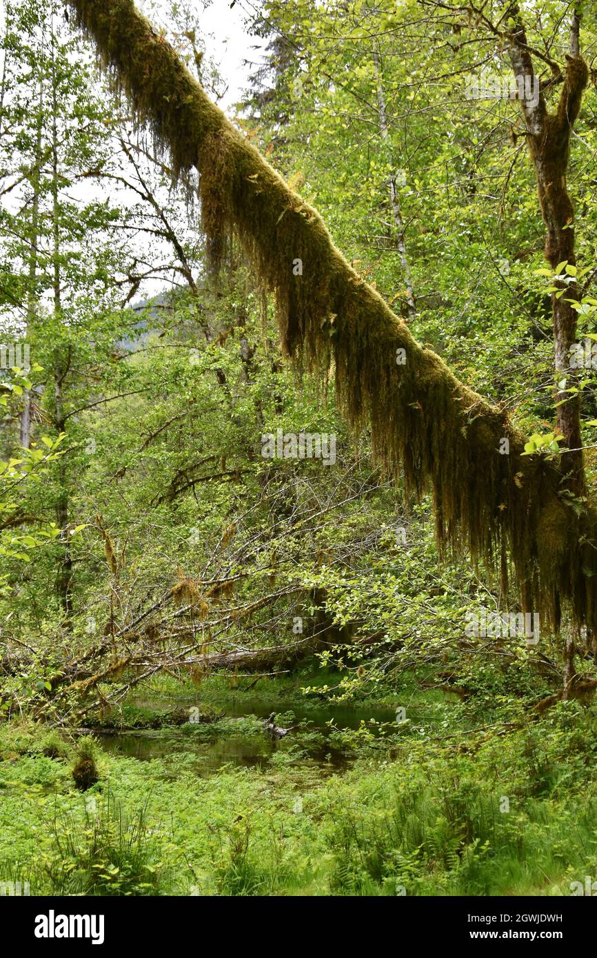 The mosses, vines, and evergreens of the Hall of Mosses at the Hoh ... The mosses, vines, and evergreens of the Hall of Mosses at the Hoh ...