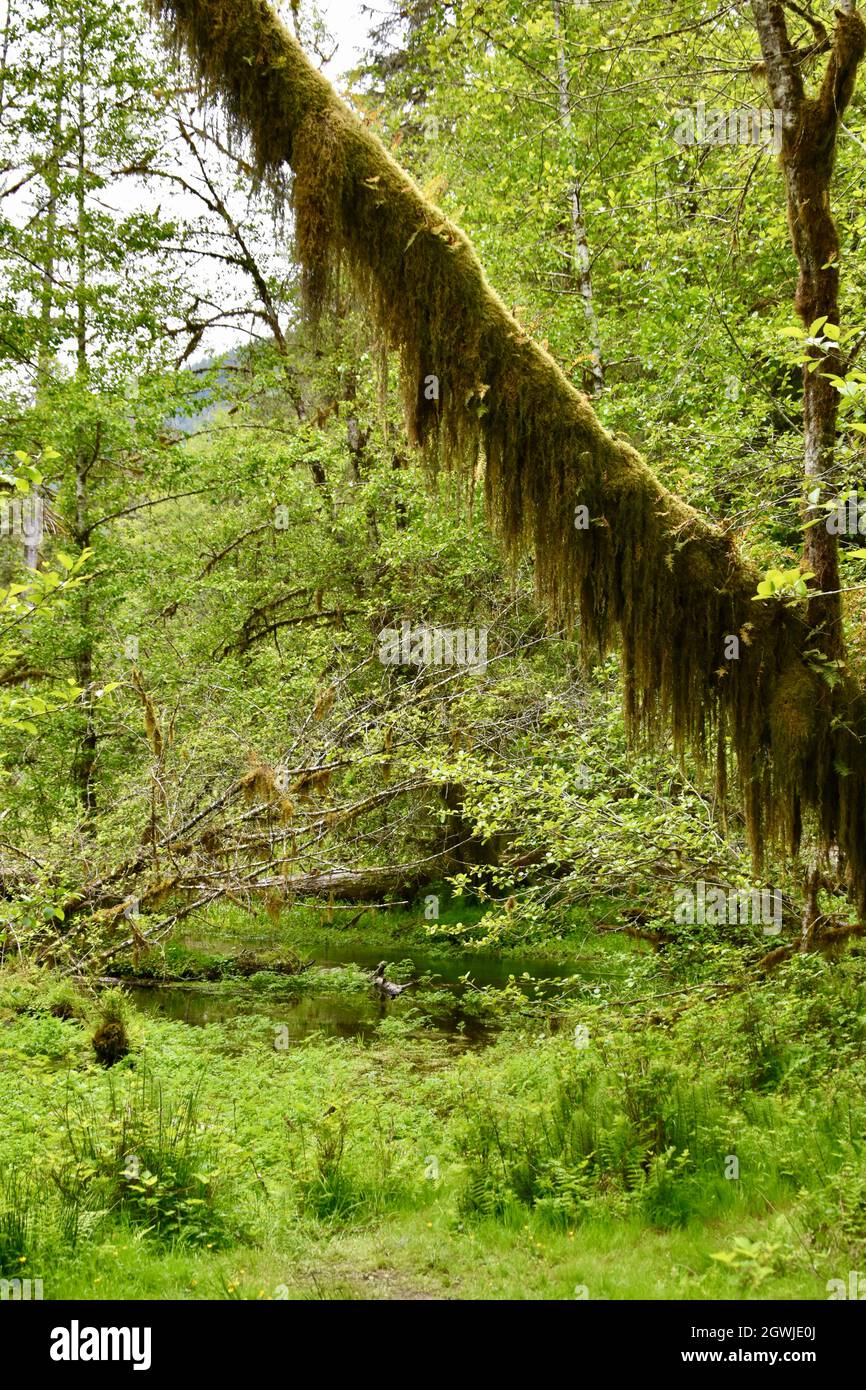 The mosses, vines, and evergreens of the Hall of Mosses at the Hoh ...