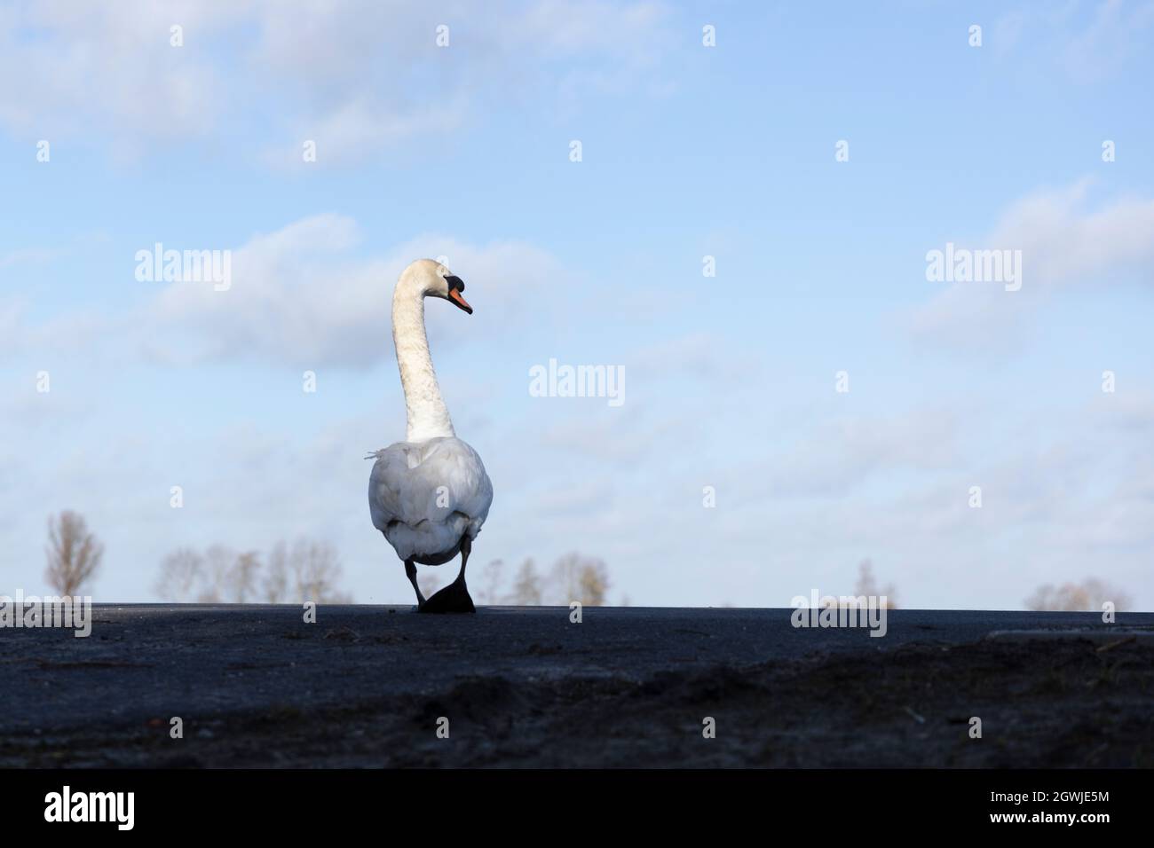 Goose stepping bird hi-res stock photography and images - Alamy