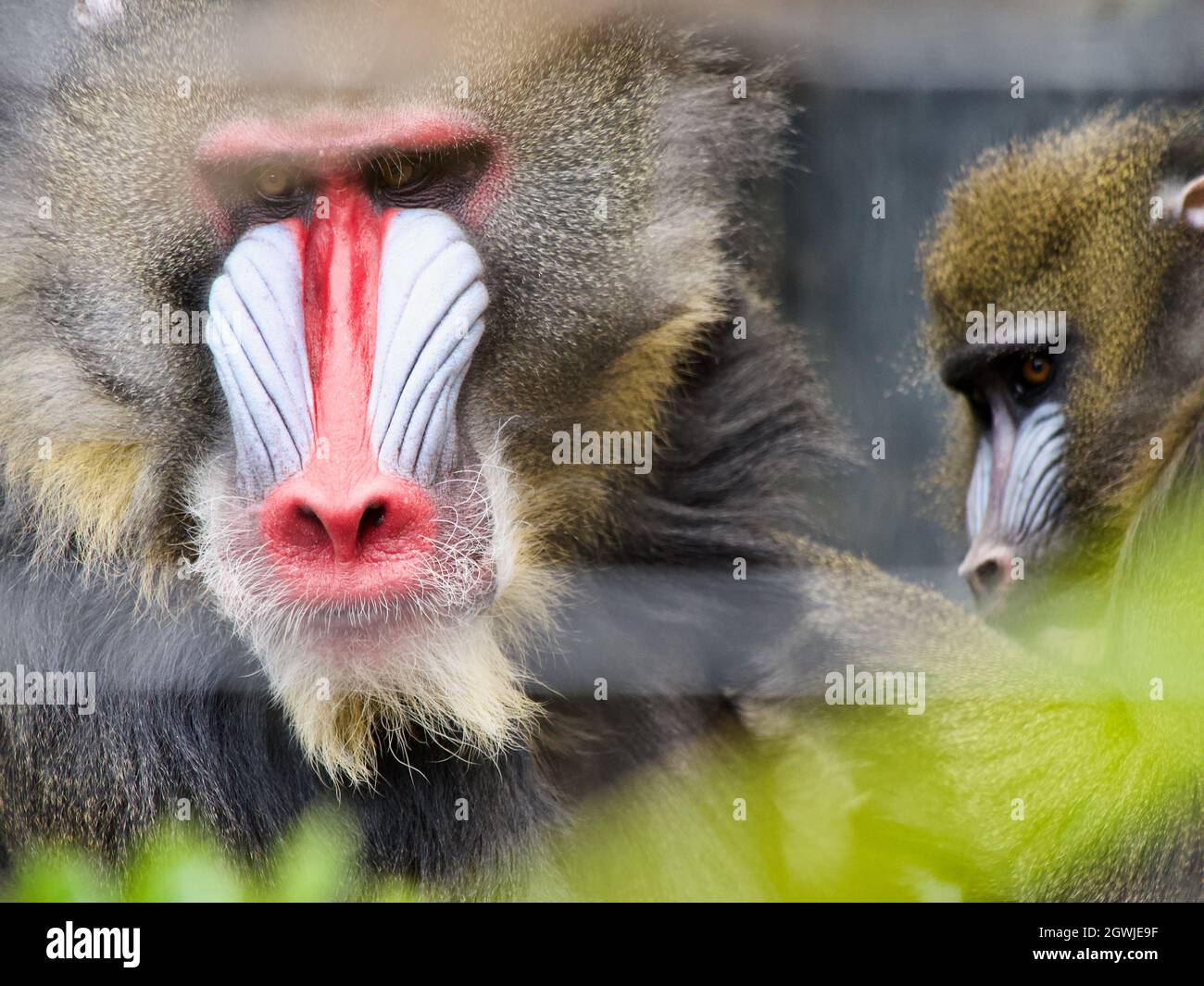 Mandrill female hi-res stock photography and images - Alamy