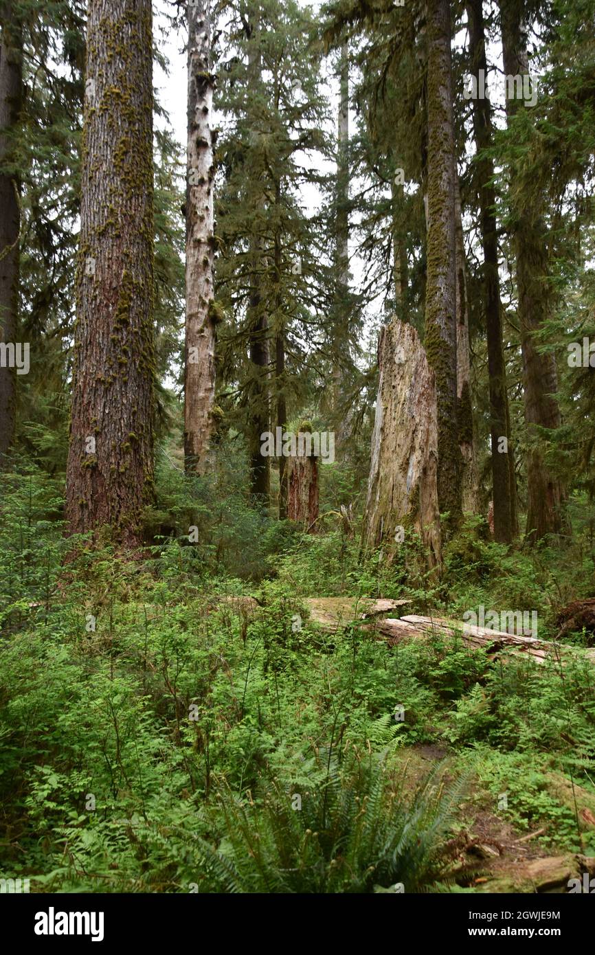 The mosses, vines, and evergreens of the Hall of Mosses at the Hoh ...