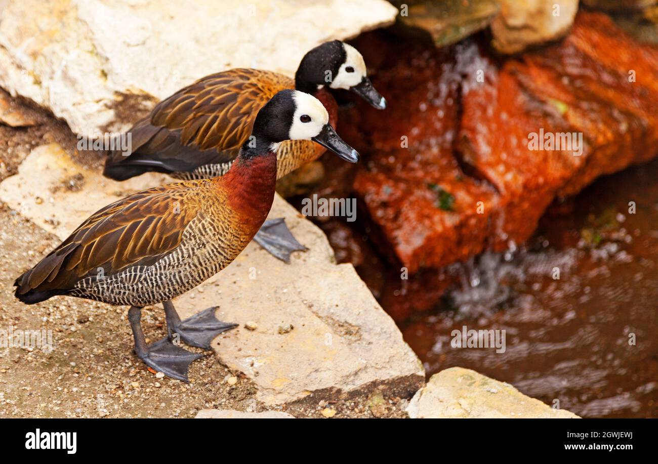 Chestnut heads High Resolution Stock Photography and Images - Alamy