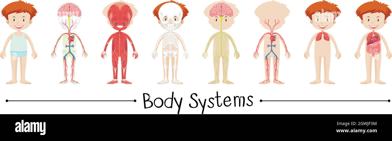 Child anatomy organs hi-res stock photography and images - Alamy