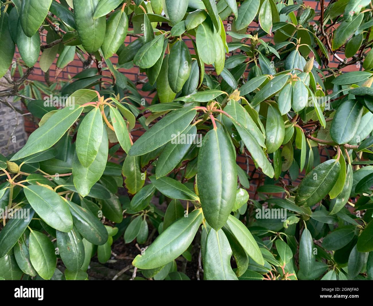 Rhododendron maximum hi-res stock photography and images - Alamy