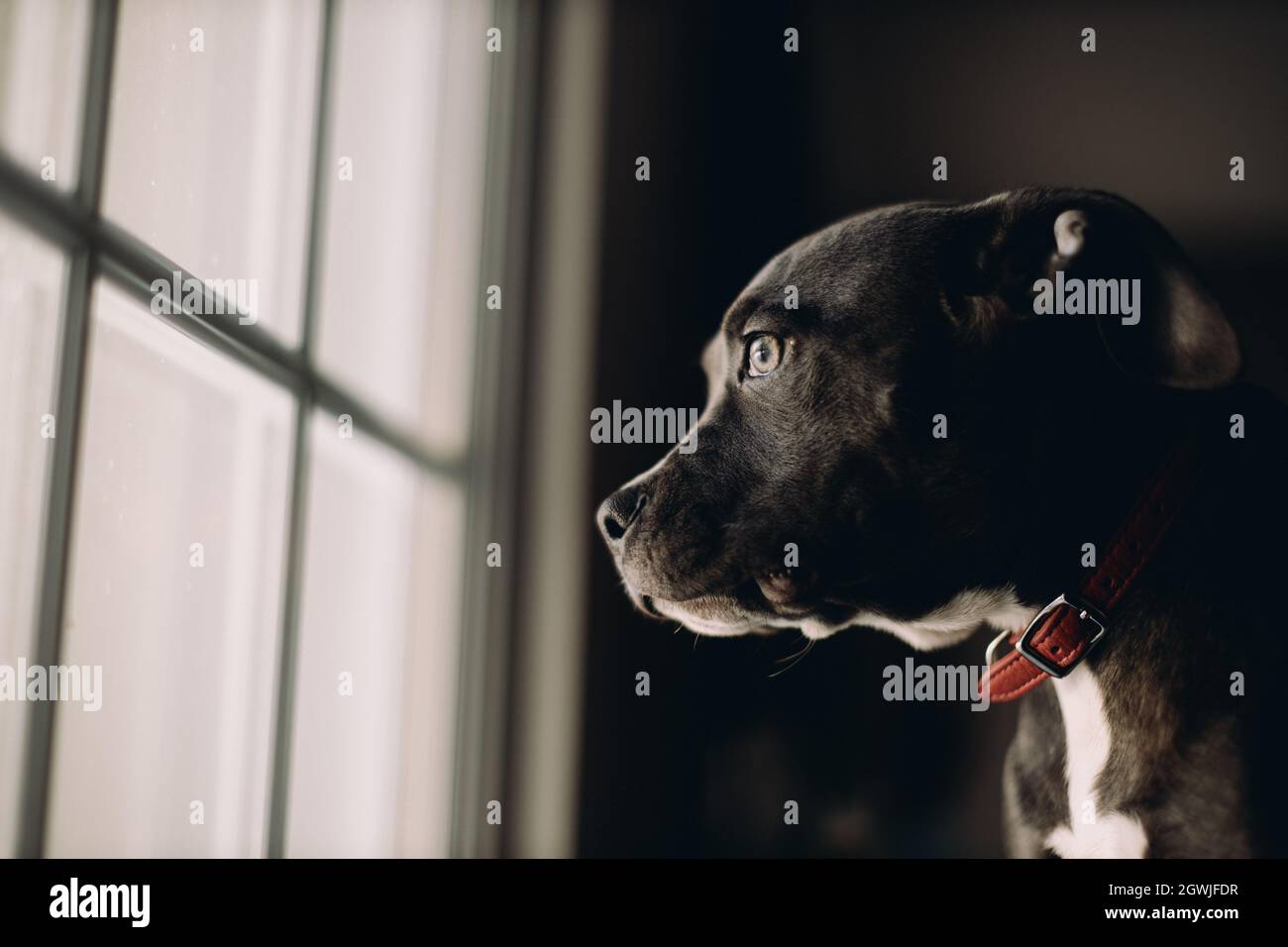 Pitbull puppy collar hi-res stock photography and images - Alamy