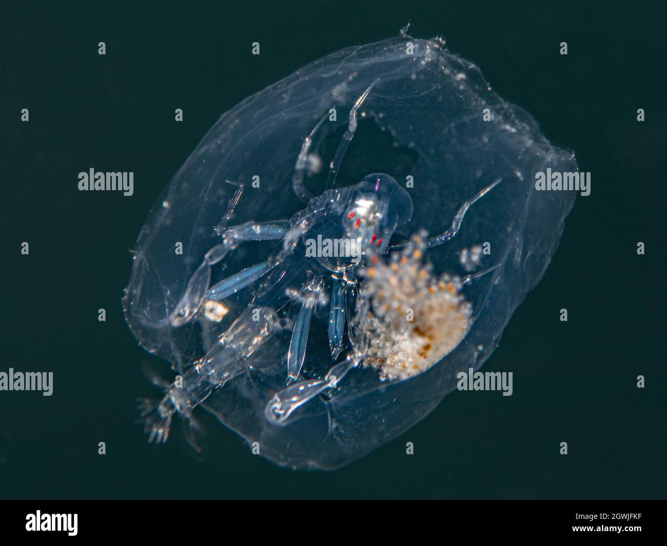 Phronima High Resolution Stock Photography and Images - Alamy