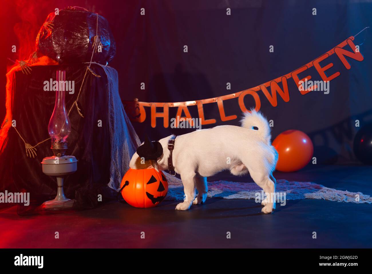 Halloween celebration concept. Funny dog eating from halloween pumpkin ...