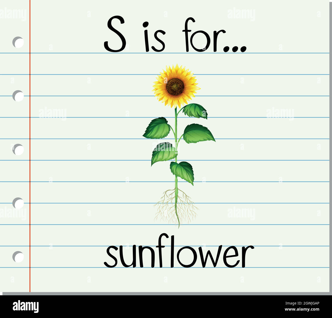 Flashcard letter S is for sunflower Stock Vector Image & Art - Alamy
