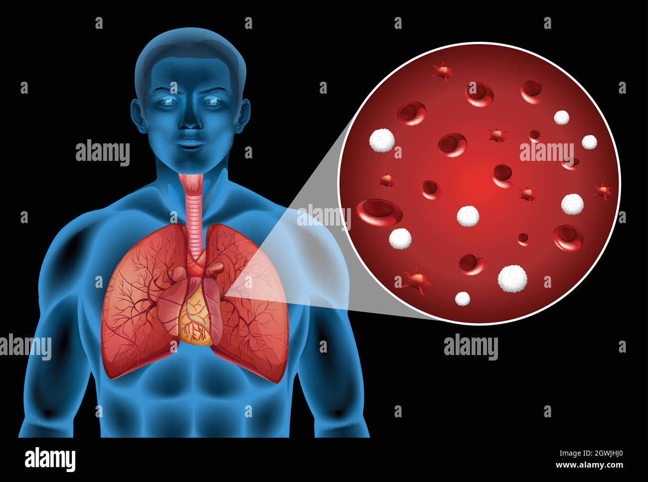 Magnified cells on lungs Stock Vector Image & Art - Alamy
