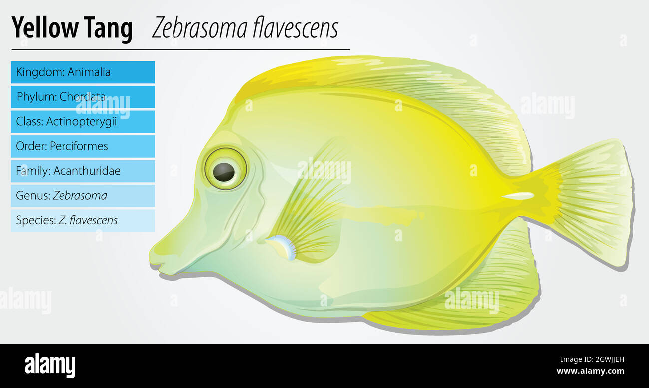Yellow tang fish Stock Vector Images - Alamy