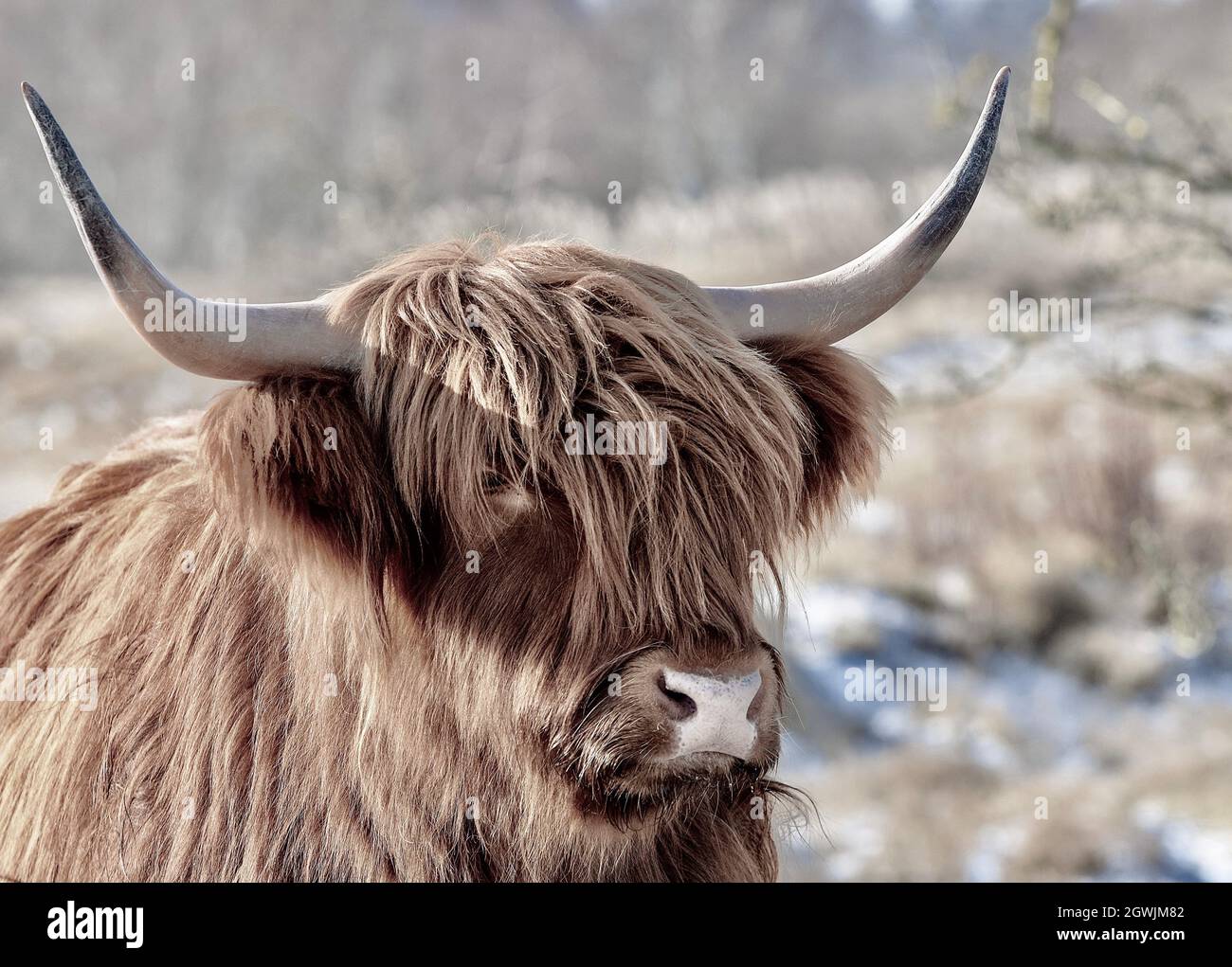 Musk ox bull with cow hi-res stock photography and images - Alamy
