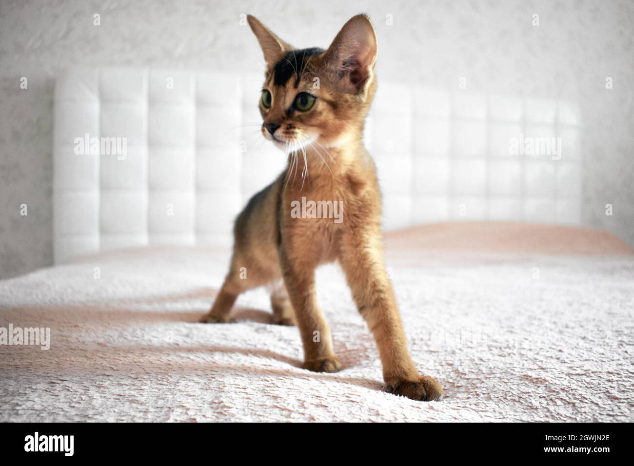 Abyssinian Cat Looking Away While Sitting On Bed Stock Photo - Alamy