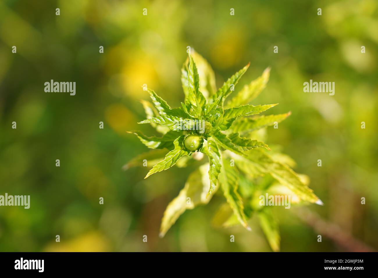 Broomweed hi-res stock photography and images - Alamy