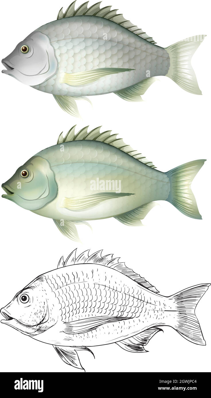 Same animal as Stock Vector Images - Alamy