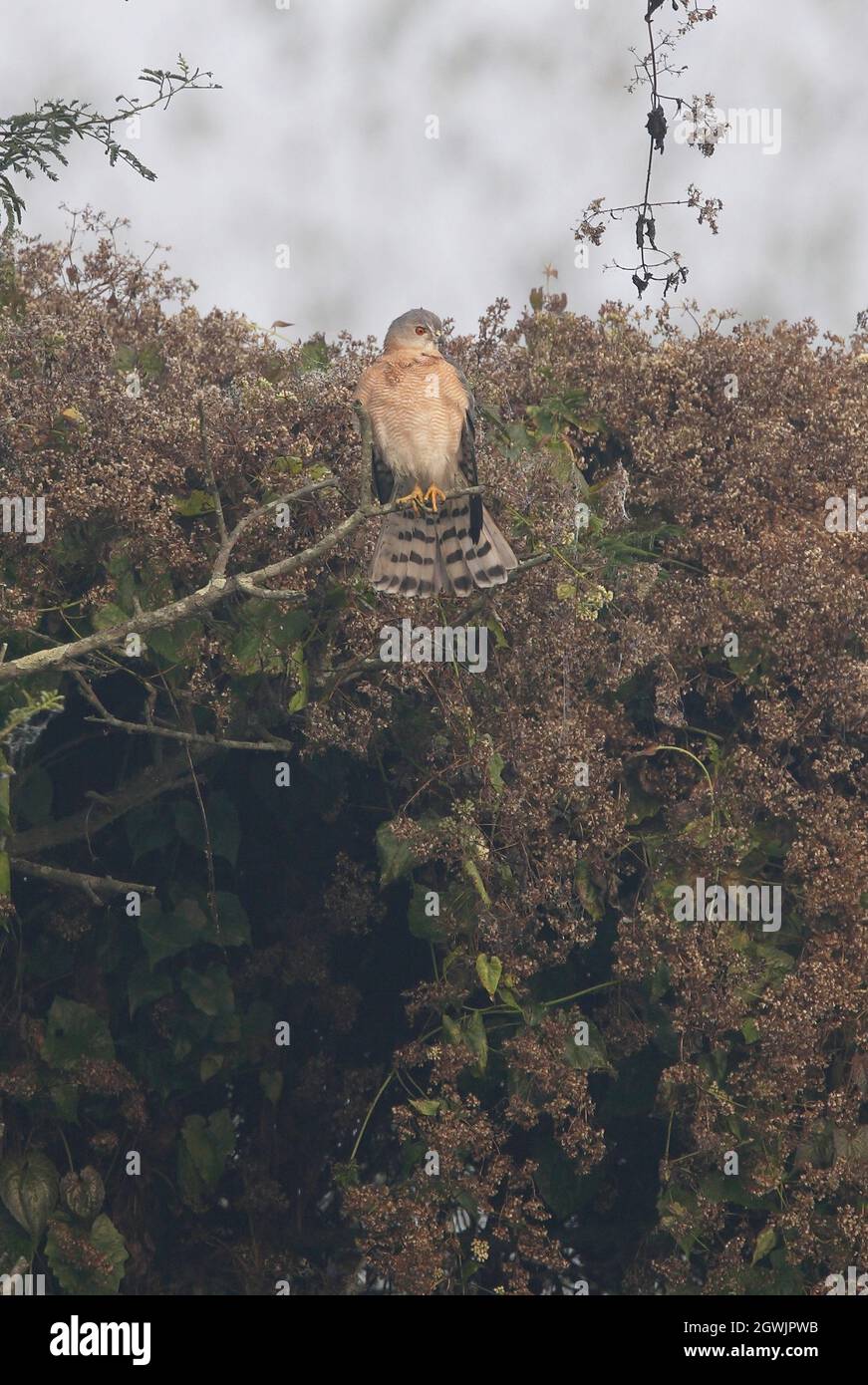 Adult male shikra hi-res stock photography and images - Alamy