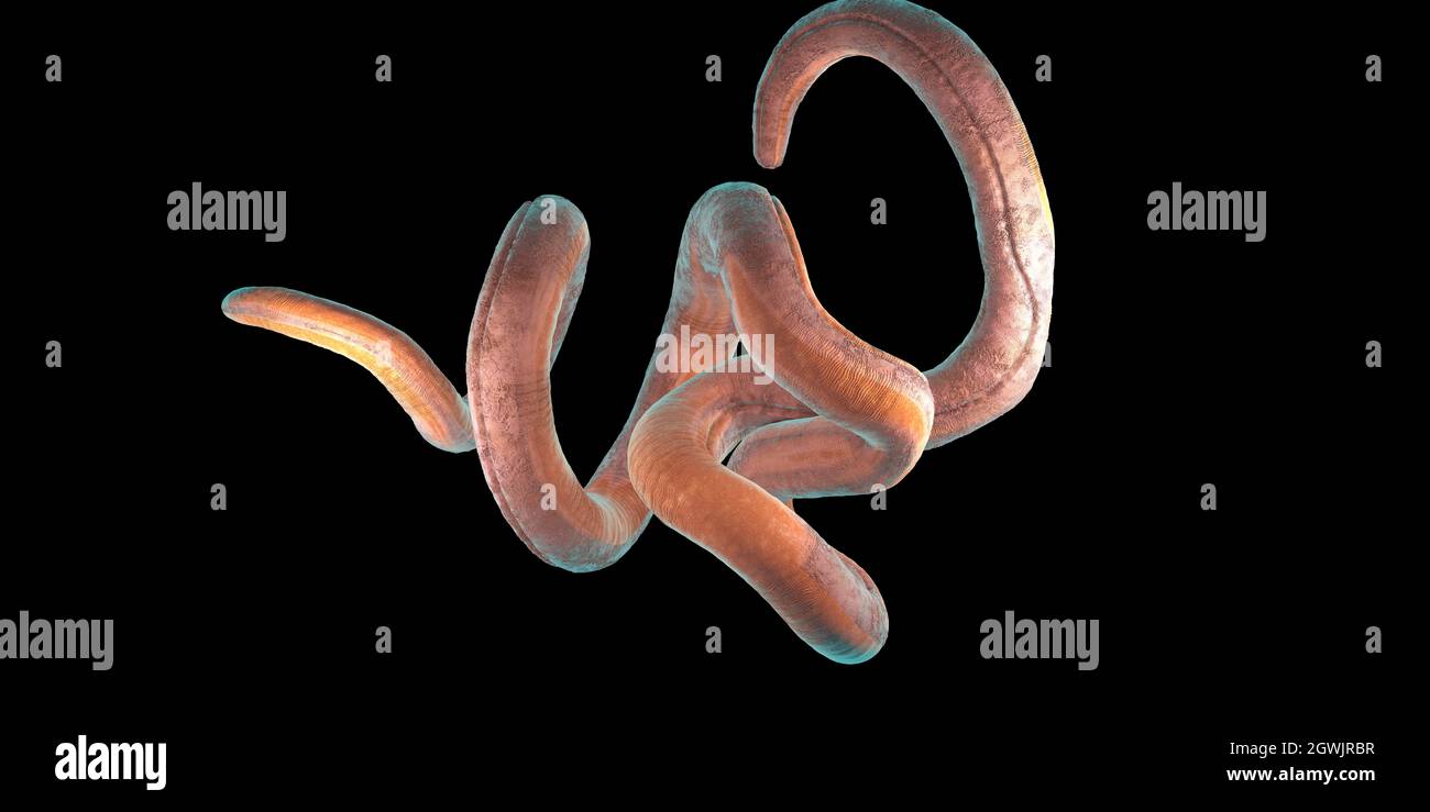 Single twisted nematode on a black background - 3d illustration Stock ...