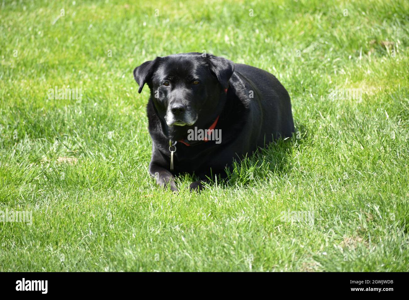 Black labrador lying on grass hi-res stock photography and images - Alamy