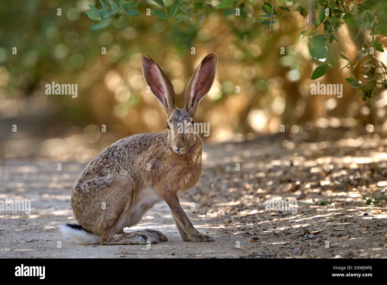 Pet rabbit run hi-res stock photography and images - Alamy