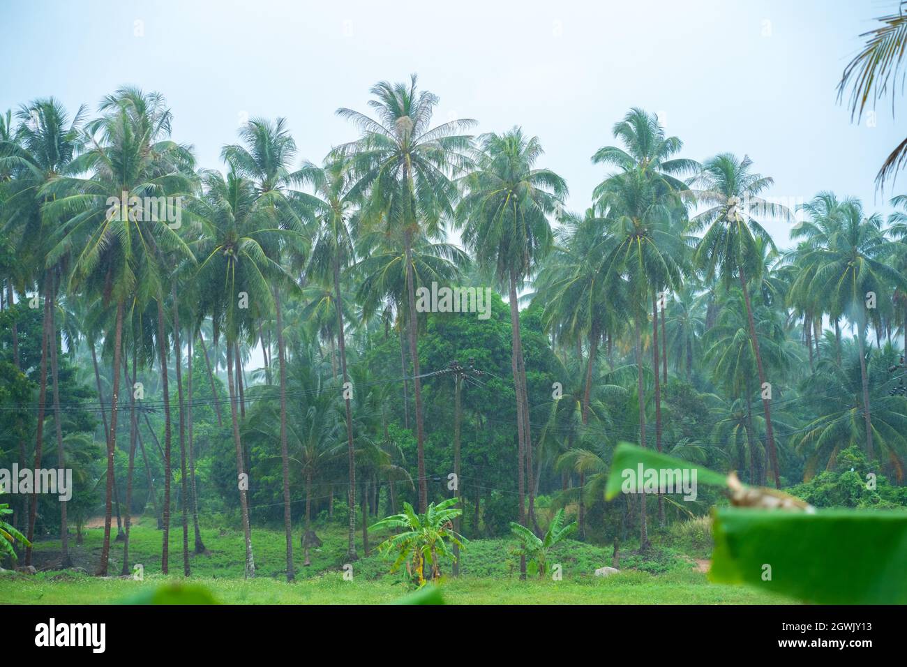 Rainforest in rainy day. Tropical island weather Stock Photo - Alamy