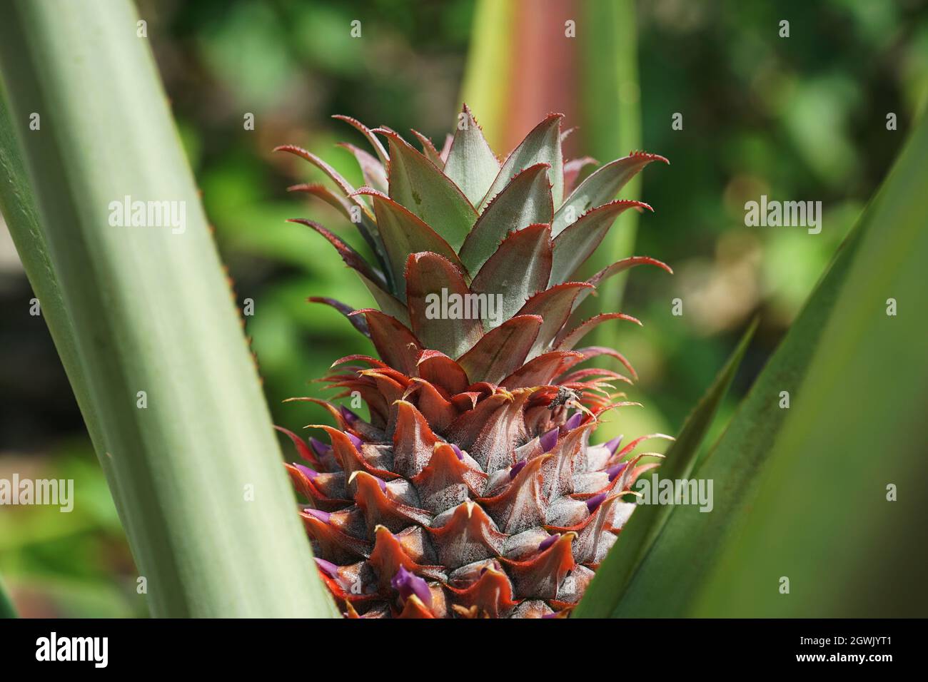 Botany bromeliaceae pineapple hi-res stock photography and images - Alamy