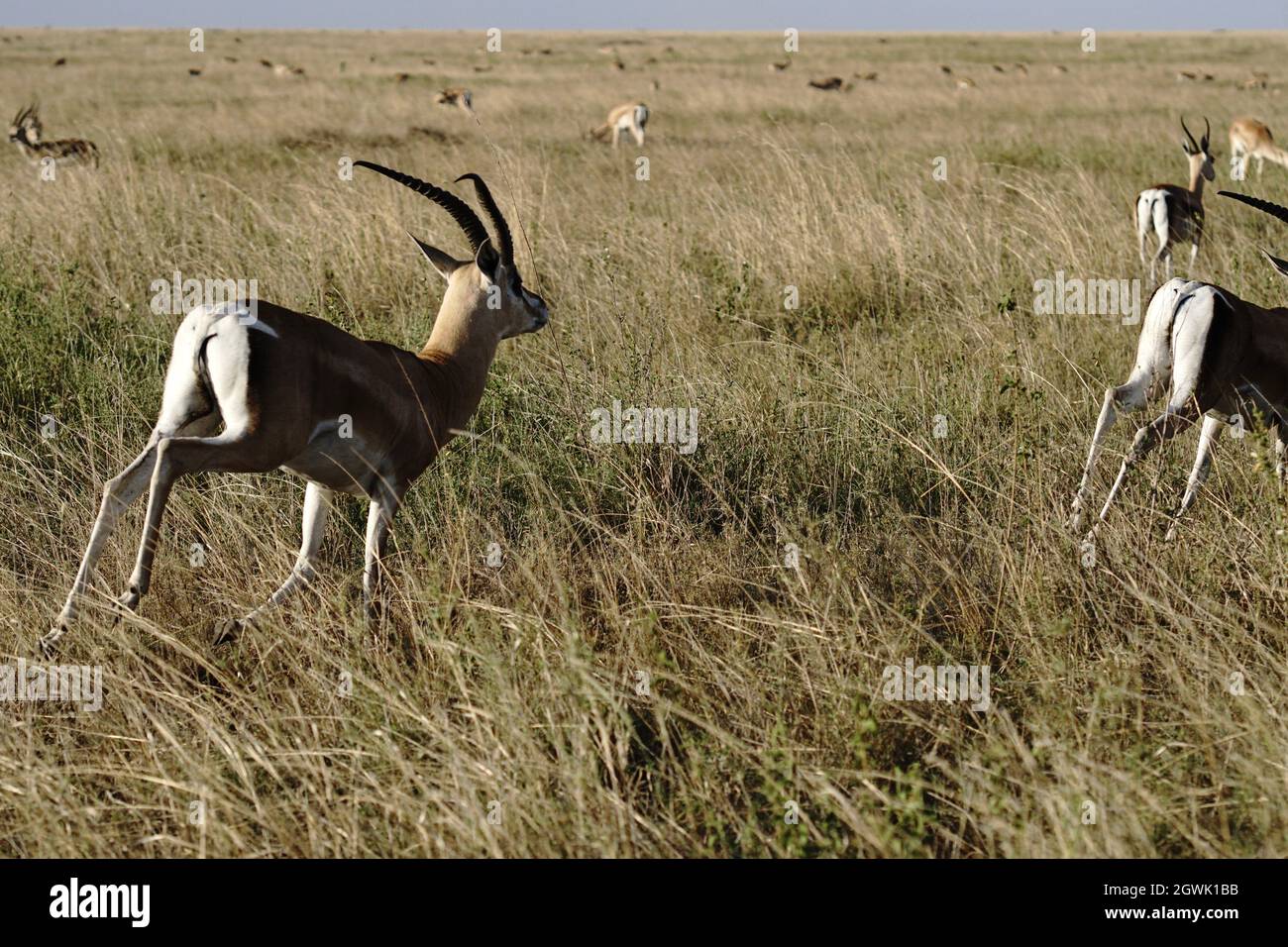 Springbok herd running hi-res stock photography and images - Alamy