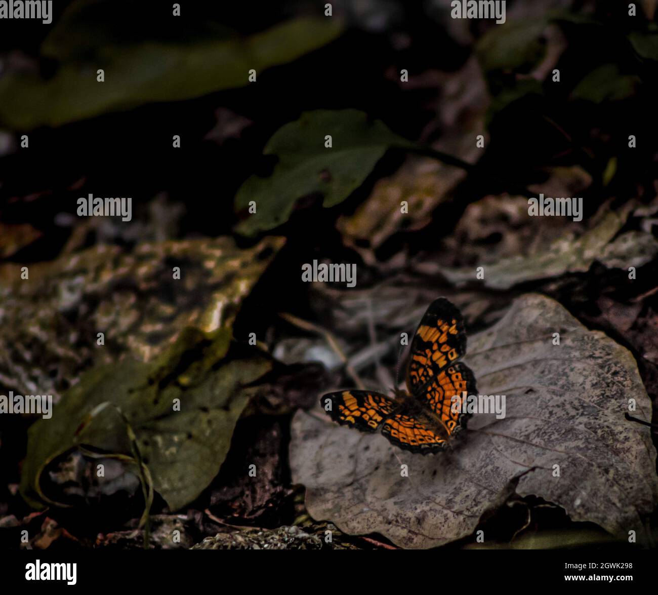 Ground pearl insect hi-res stock photography and images - Alamy