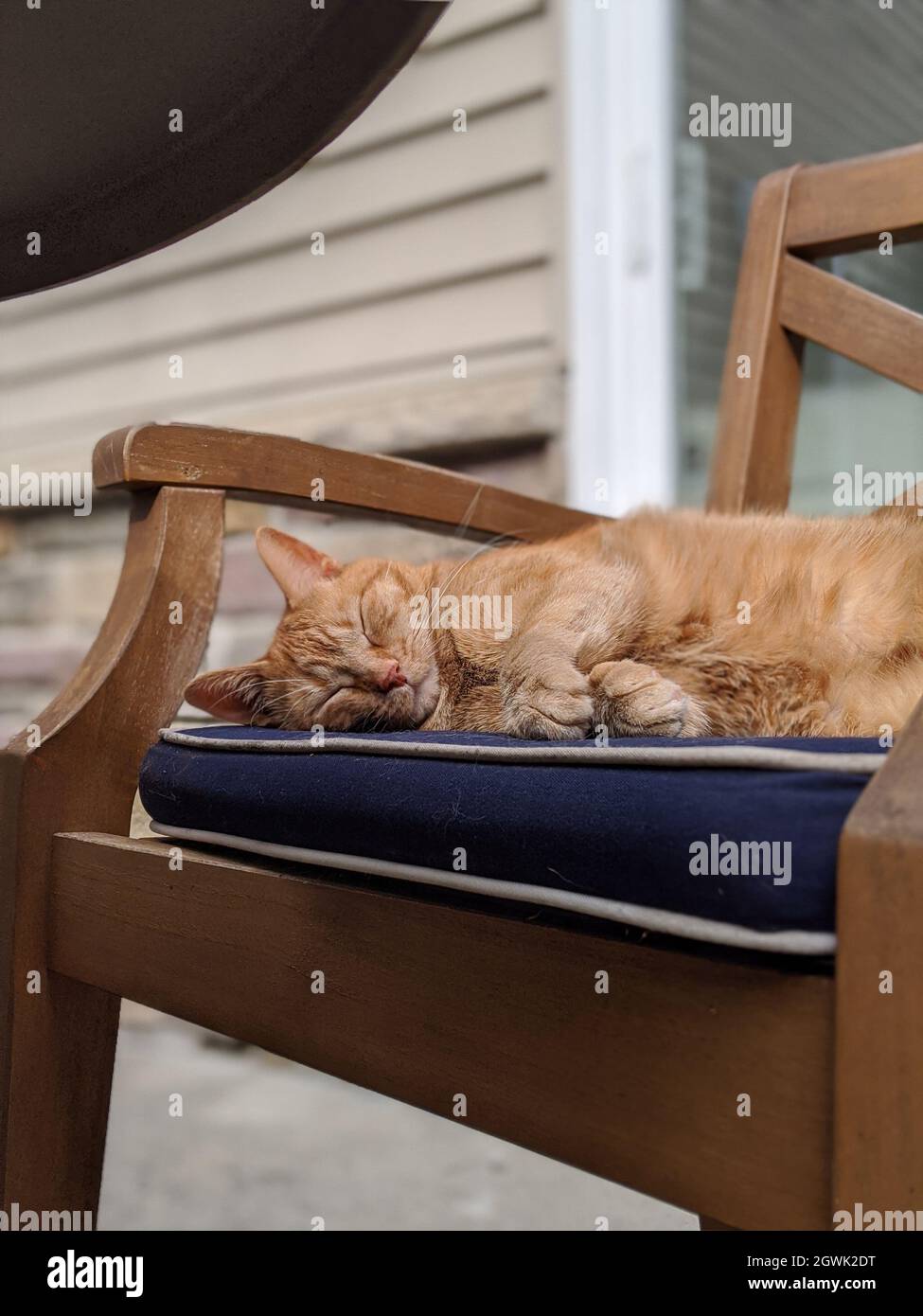 Napping cat hi-res stock photography and images - Alamy