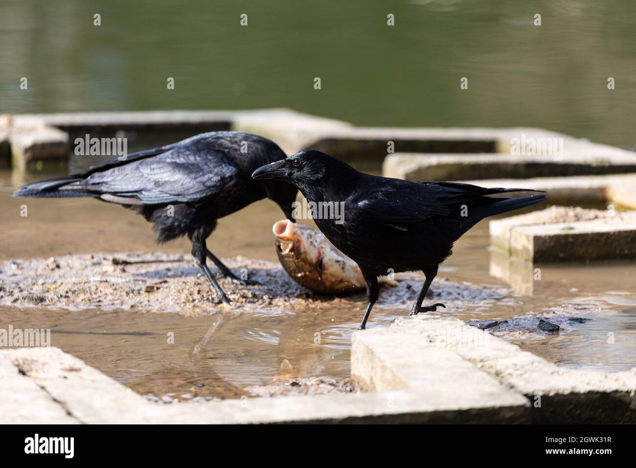 Crows eat them hi-res stock photography and images - Alamy