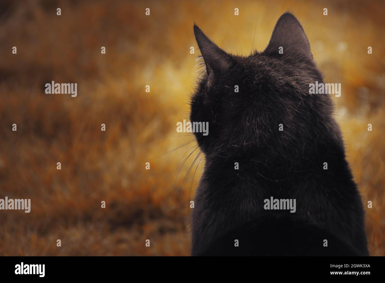 Black cat looking from behind hi-res stock photography and images - Alamy