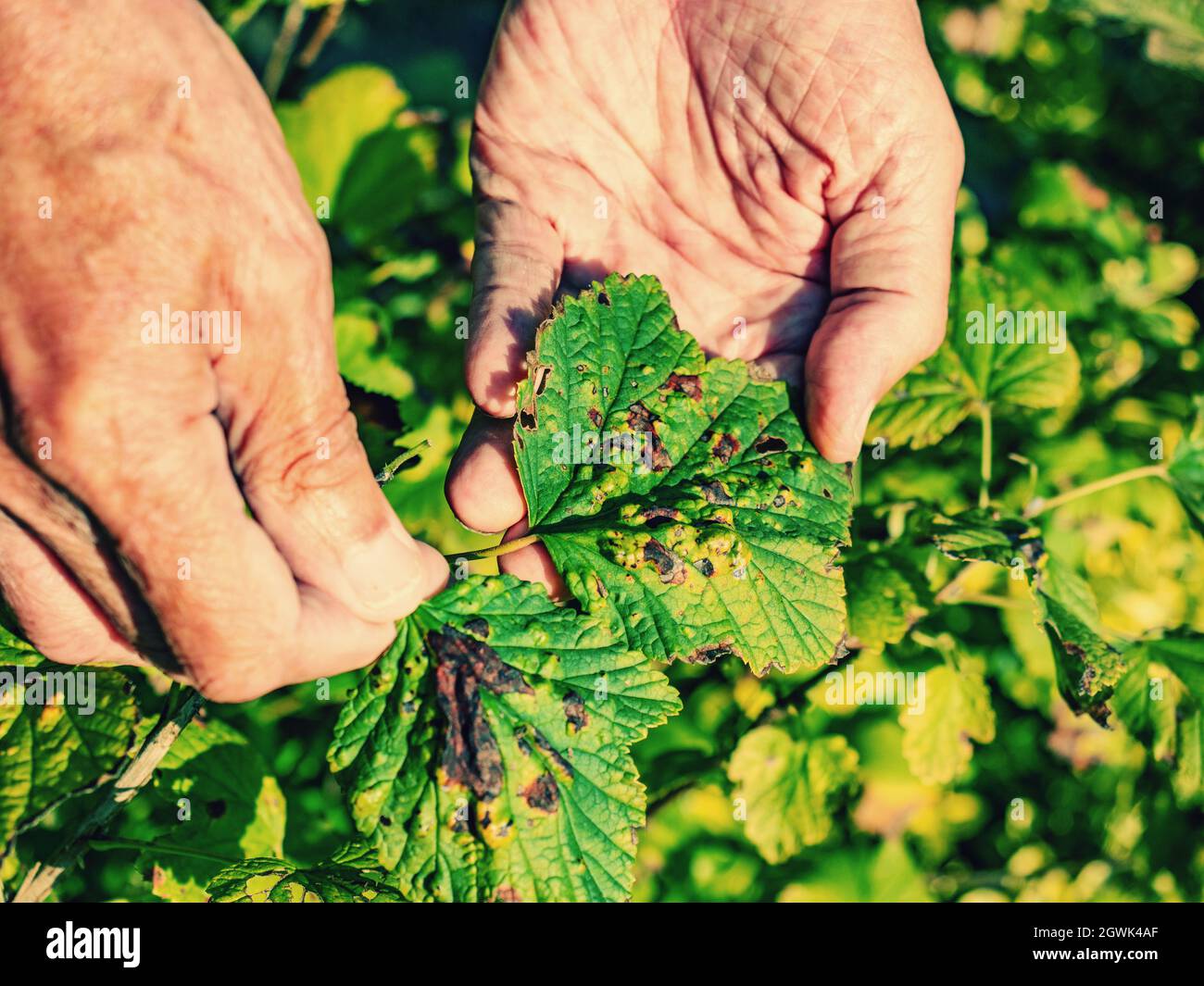 Gardener shows disease of red and black currants, infection with Gallic ...