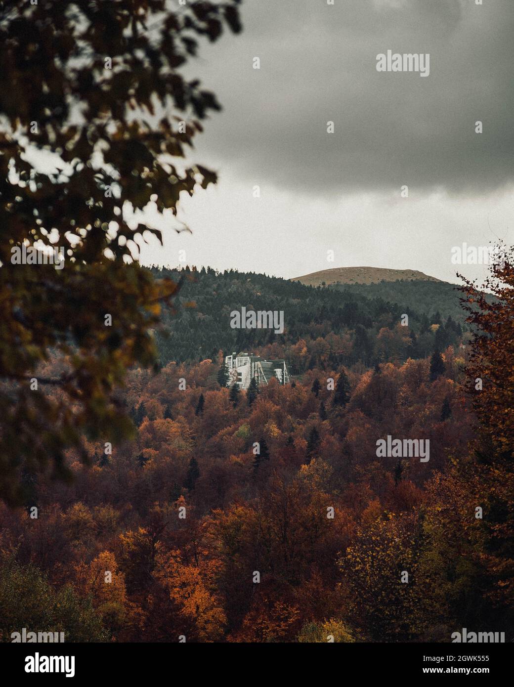 A mesmerizing view of the fall forest with colorful trees Stock Photo ...