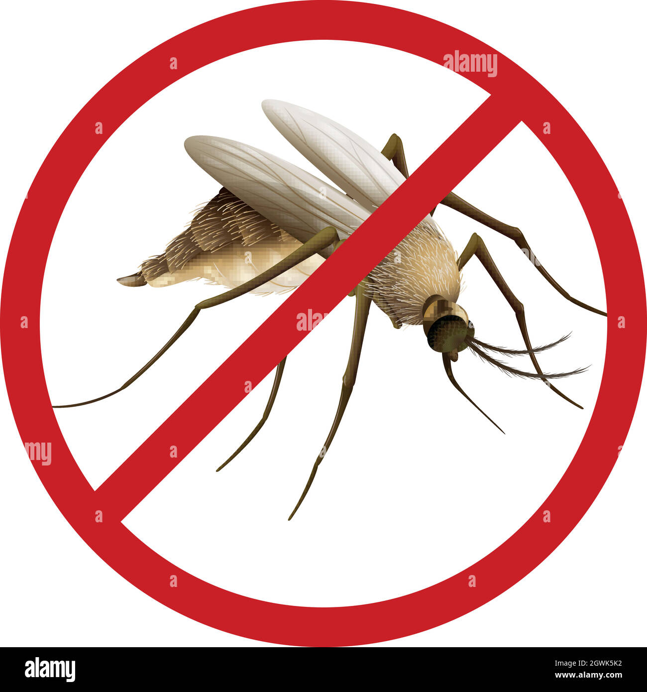 Mosquito thorax hi-res stock photography and images - Alamy