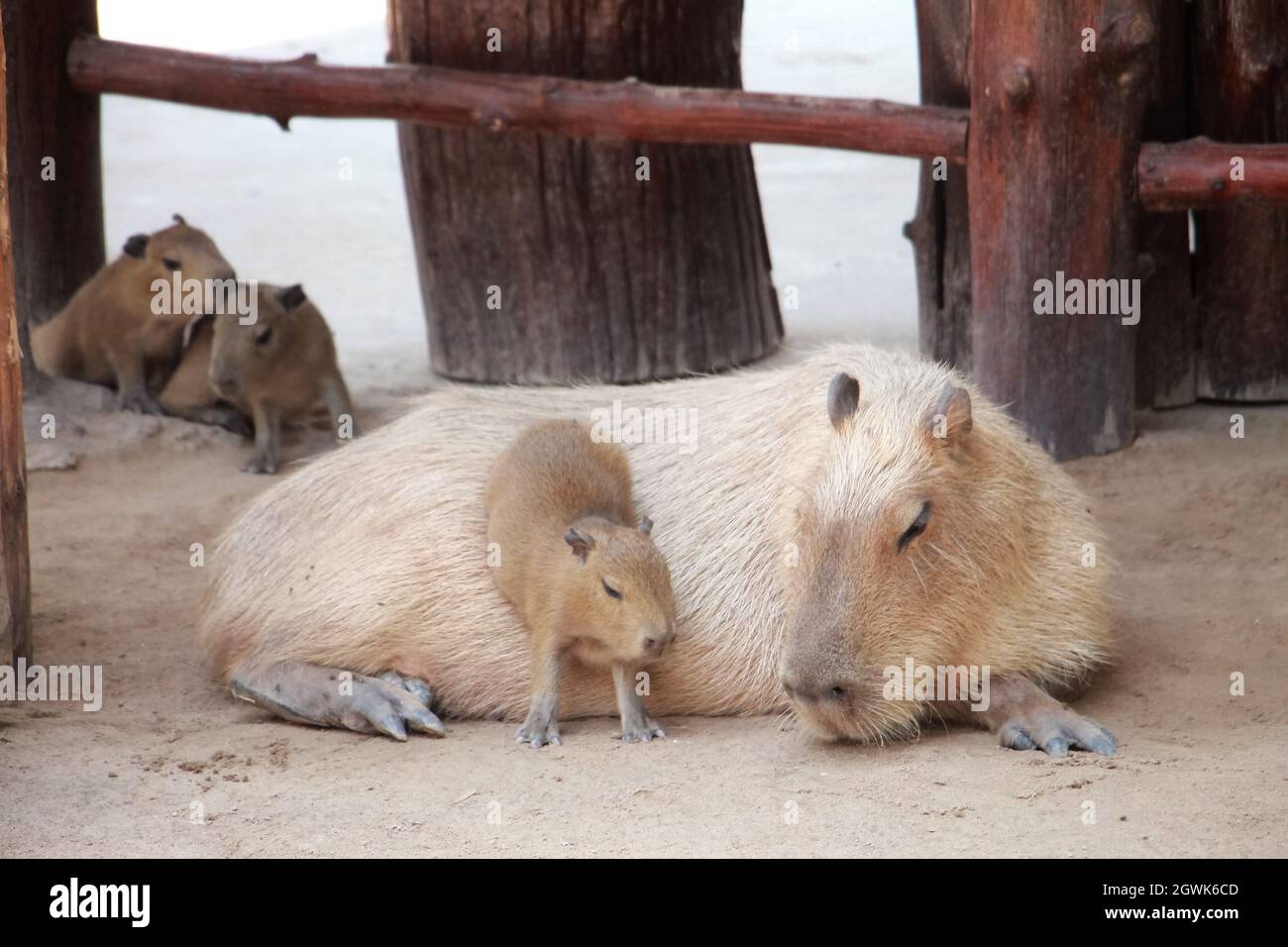 Capybara in captivity hi-res stock photography and images - Alamy