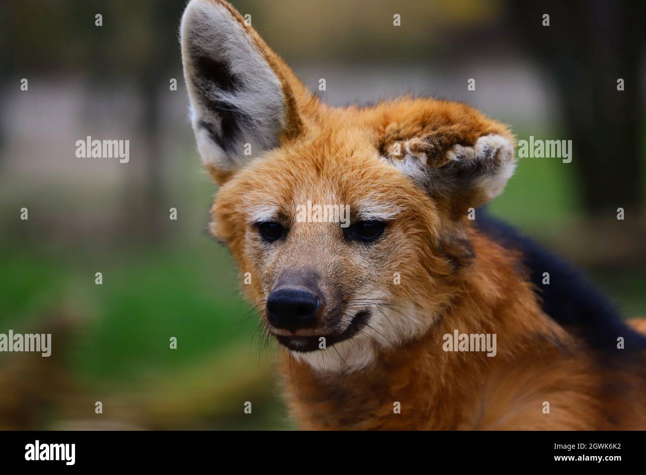 Red maned wolf hi-res stock photography and images - Alamy