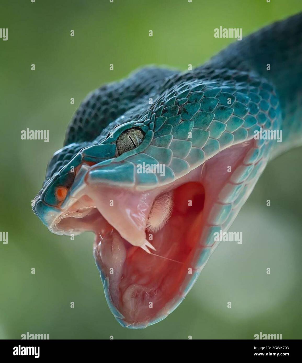 Butterfly slug hi-res stock photography and images - Alamy