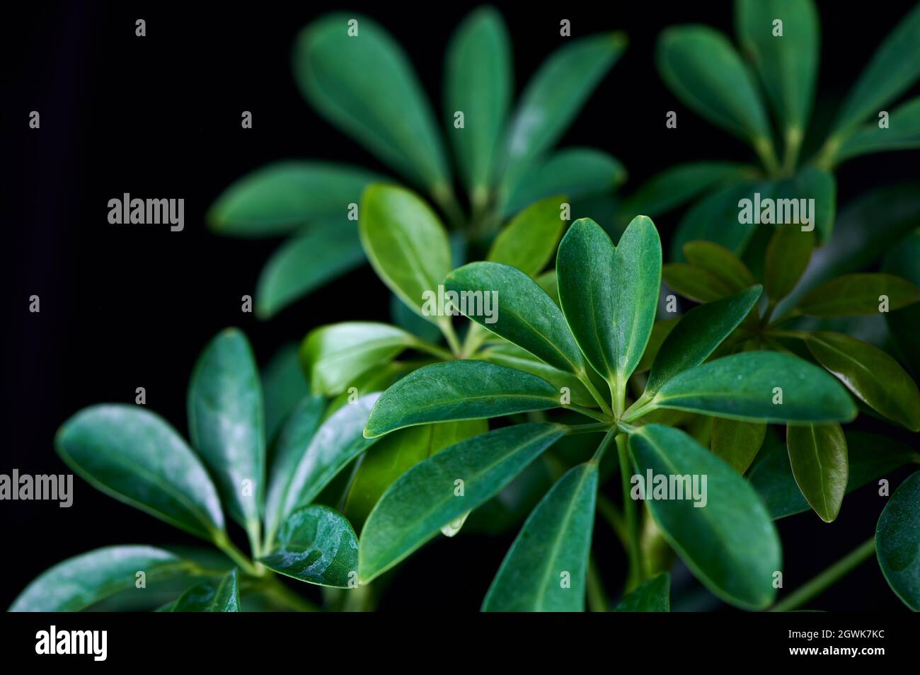 Umbrella tree schefflera hi-res stock photography and images - Alamy