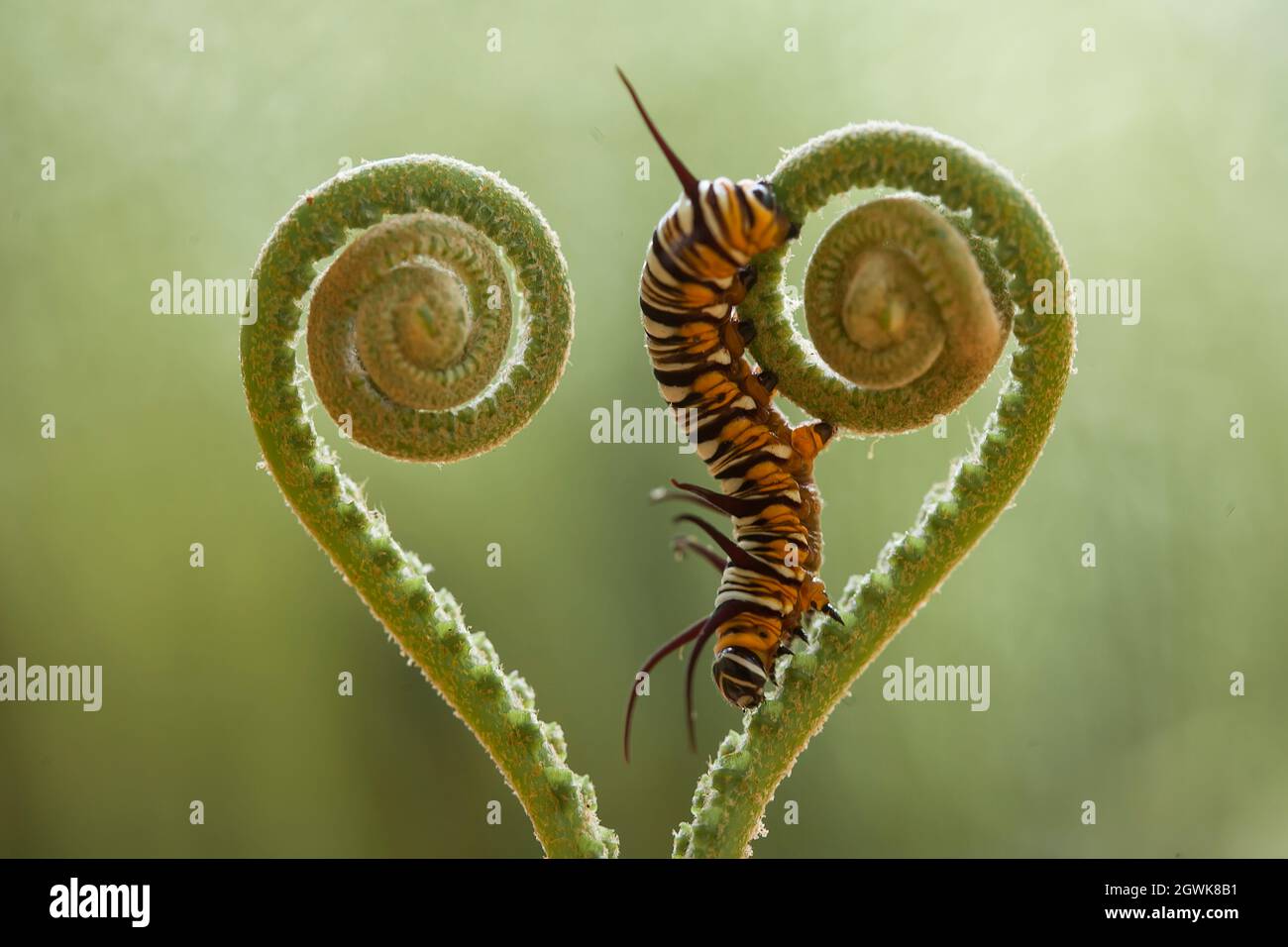 Caterpillar on fern hi-res stock photography and images - Alamy
