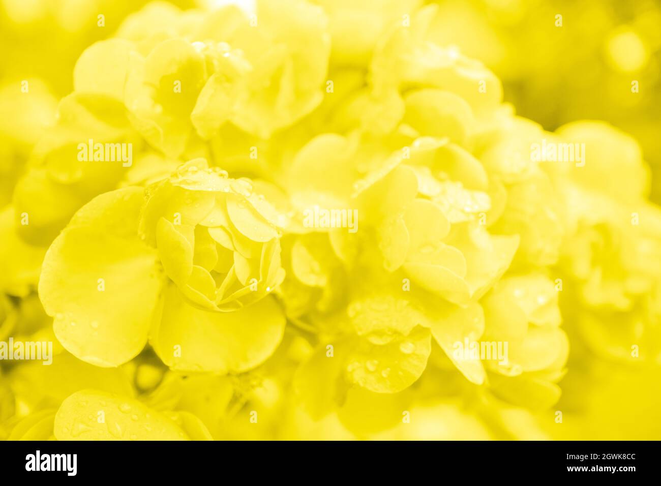 Color of 2021 hi-res stock photography and images - Alamy